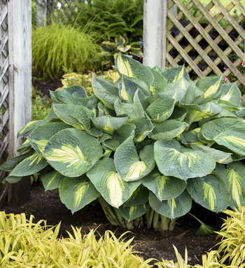 Shadowland® 'Love Story' - Hosta hybrid | Proven Winners