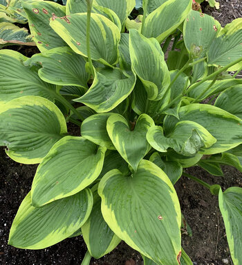 Shadowland® 'Above the Clouds' - Hosta hybrid | Proven Winners