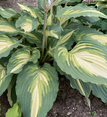 Shadowland® 'Echo the Sun' - Hosta hybrid | Proven Winners