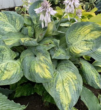 Shadowland® 'Love Story' - Hosta hybrid | Proven Winners