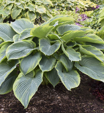 Shadowland® 'Diamond Lake' - Hosta hybrid | Proven Winners