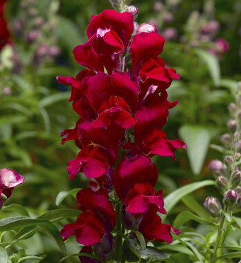 Snaptastic™ | Proven Winners