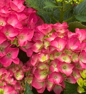 Cityline® Venice - Bigleaf Hydrangea - Hydrangea macrophylla | Proven ...