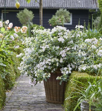 Hydrangea | Proven Winners