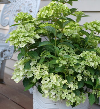 Hydrangea | Proven Winners