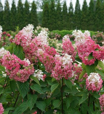 hydrangea-paniculata-pinky-winky-prime-4.jpg | Proven Winners