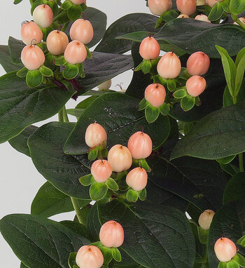 Hypericum | Proven Winners