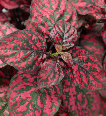 Hippo® Rose - Polka Dot Plant - Hypoestes phyllostachya | Proven Winners