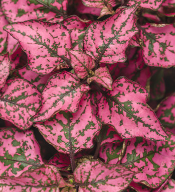 hypoestes_hippo_rose_tag.jpg | Proven Winners