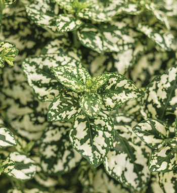 Hippo® Rose - Polka Dot Plant - Hypoestes phyllostachya | Proven Winners