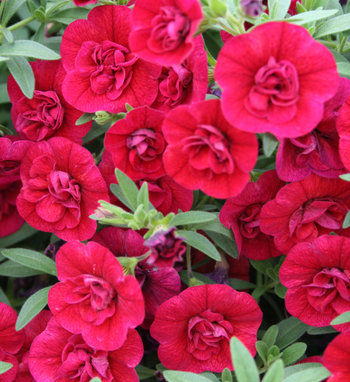 Calibrachoa Flowers (Million Bells) | Proven Winners