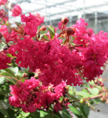 Lagerstroemia | Proven Winners