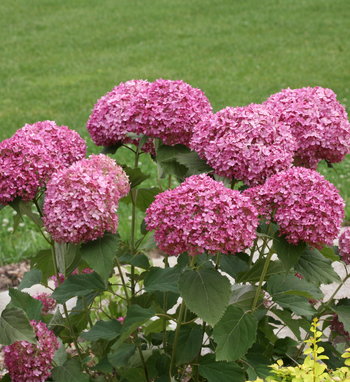 Hydrangea | Proven Winners