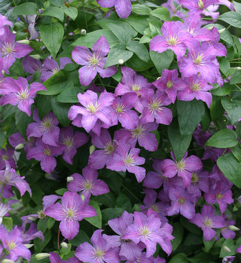 Clematis | Proven Winners