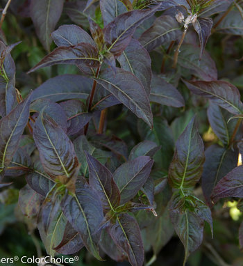 Kodiak® Red - Diervilla sp. | Proven Winners