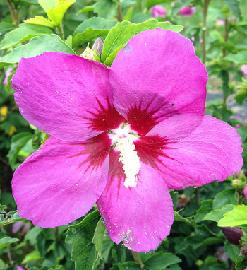 Lil' Kim® Red - Rose of Sharon - Hibiscus syriacus | Proven Winners