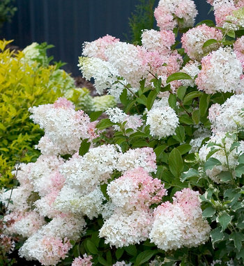 little_lamb_hydrangea.jpg | Proven Winners