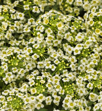 Lobularia | Proven Winners