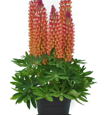 Staircase™ Blue - Lupine - Lupinus polyphyllus | Proven Winners