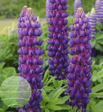 Westcountry™ 'Persian Slipper' - Lupine - Lupinus polyphyllus | Proven ...