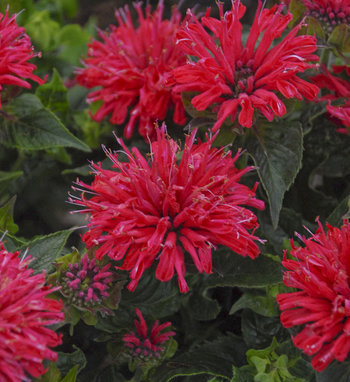 Monarda | Proven Winners