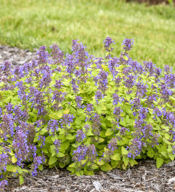 Nepeta | Proven Winners