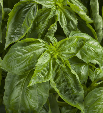 Ocimum | Proven Winners