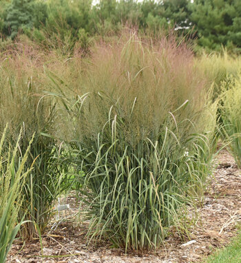Prairie Winds® 'Cheyenne Sky' - Red Switch Grass - Panicum virgatum ...