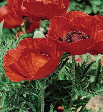 Papaver | Proven Winners