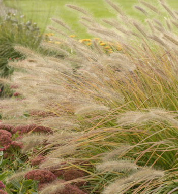 Prairie Winds® 'Cheyenne Sky' - Red Switch Grass - Panicum virgatum ...