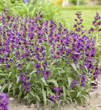 Bejeweled® 'Rose Rhinestones' - Bearded Penstemon - Penstemon barbatus ...