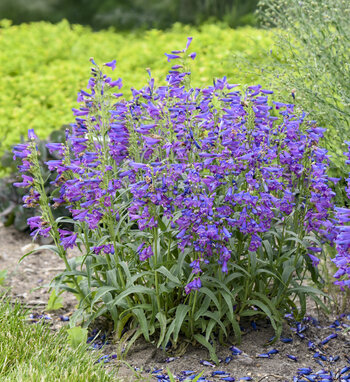 Bejeweled® 'Rose Rhinestones' - Bearded Penstemon - Penstemon barbatus ...