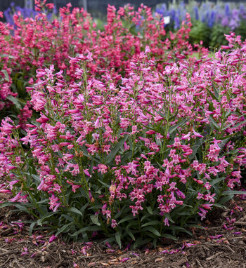 Bejeweled® 'Rose Rhinestones' - Bearded Penstemon - Penstemon barbatus ...