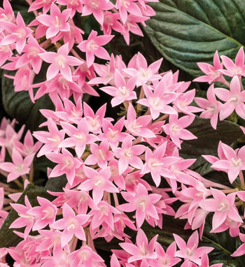 Sunstar® Red - Egyptian Star Flower - Pentas lanceolata | Proven Winners