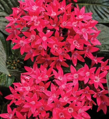Pentas | Proven Winners