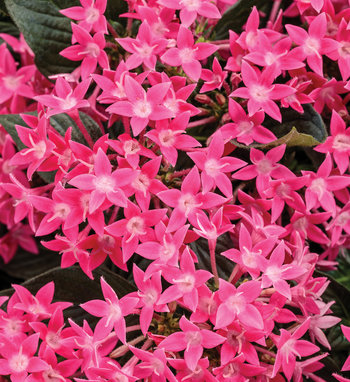 Sunstar® Red - Egyptian Star Flower - Pentas lanceolata | Proven Winners