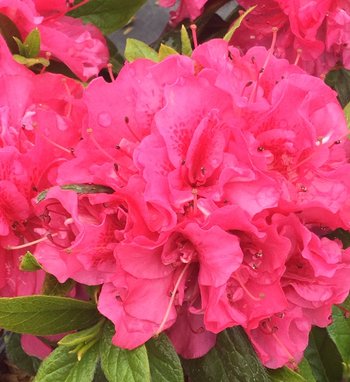 Perfecto Mundo® Red - Reblooming Azalea - Rhododendron x | Proven Winners