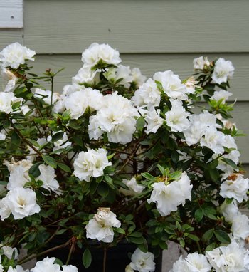 Perfecto Mundo® Orange - Reblooming Azalea - Rhododendron x | Proven ...