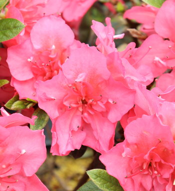 Perfecto Mundo® Double White - Reblooming Azalea - Rhododendron x ...