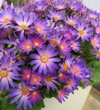 Senetti® Super Blue - Cineraria - Pericallis hybrid | Proven Winners