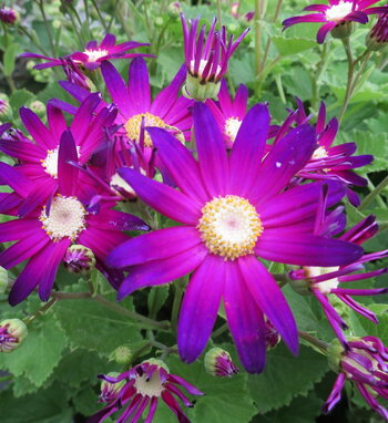 Senetti® Deep Blue - Cineraria - Pericallis hybrid | Proven Winners