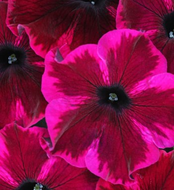 Crazytunia® | Proven Winners