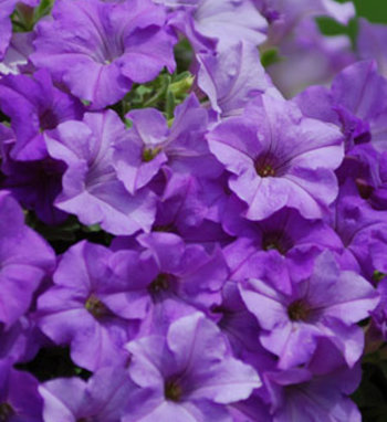 Surfinia® Petunias | Colorful Trailing Petunias