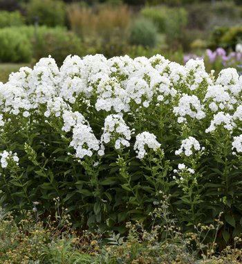 Phlox | Proven Winners