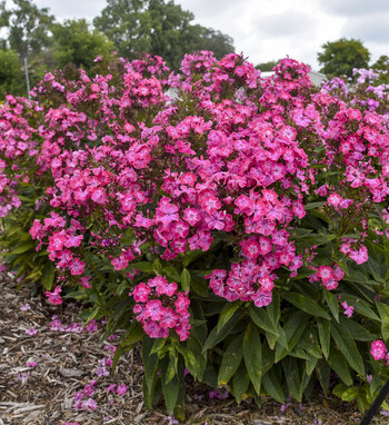 Phlox | Proven Winners