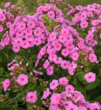 Phlox | Proven Winners