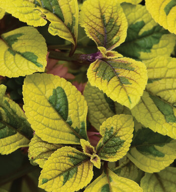 Plectranthus | Proven Winners