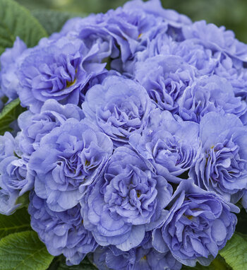 Bouquet Perfect™ 'Blue Ripples' - Primrose - Primula vulgaris | Proven ...