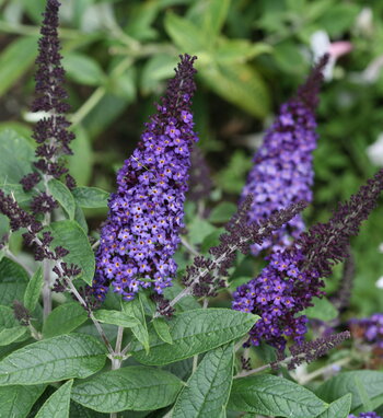 Buddleia | Proven Winners