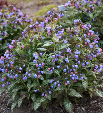 Pulmonaria | Proven Winners